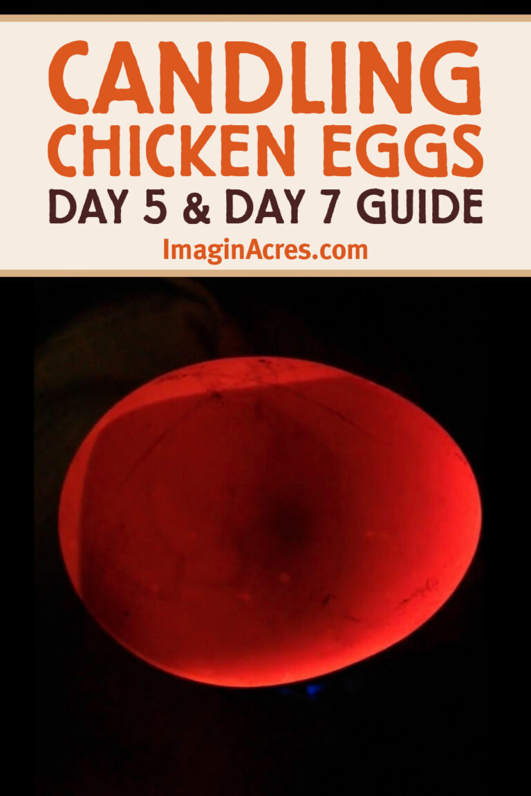 Candling Chicken Eggs: What to Look for on Day 5 and Day 7