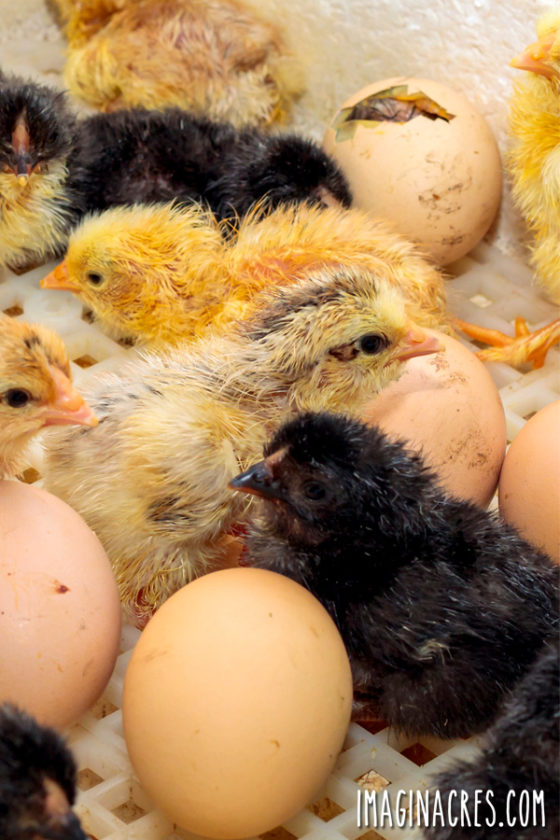 Incubating Eggs: How to Hatch Chicken Eggs Using an Incubator - ImaginAcres