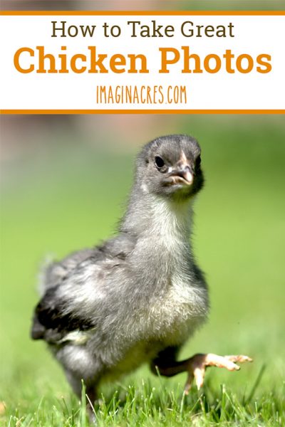 10 Tips for Photographing Chickens - ImaginAcres