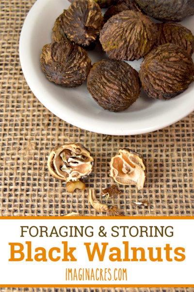How to Harvest and Preserve Black Walnuts - ImaginAcres