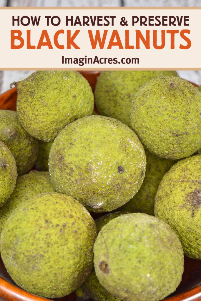 How to Harvest and Preserve Black Walnuts - ImaginAcres