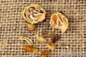 How to Harvest and Preserve Black Walnuts - ImaginAcres