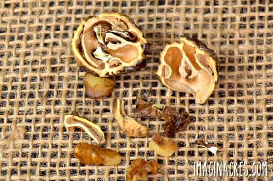 How to Harvest and Preserve Black Walnuts - ImaginAcres