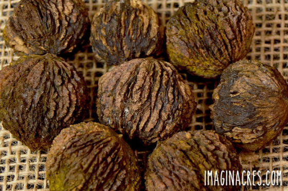 How to Harvest and Preserve Black Walnuts - ImaginAcres