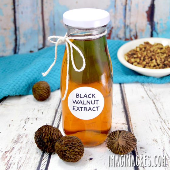 How to Harvest and Preserve Black Walnuts - ImaginAcres