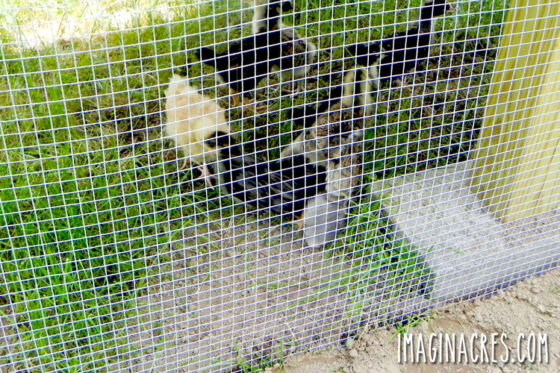 Securing Your Chicken Pen: Why Hardware Cloth Trumps Chicken Wire ...