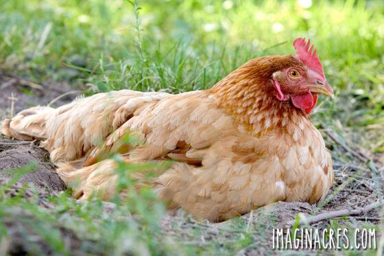 Tips for Keeping Your Aging Hens Happy and Healthy - ImaginAcres