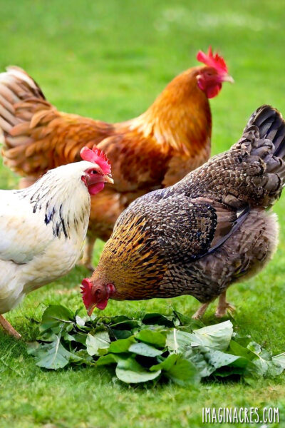 Cultivating a Chicken Garden: A Guide to Growing Crops for Your Flock ...