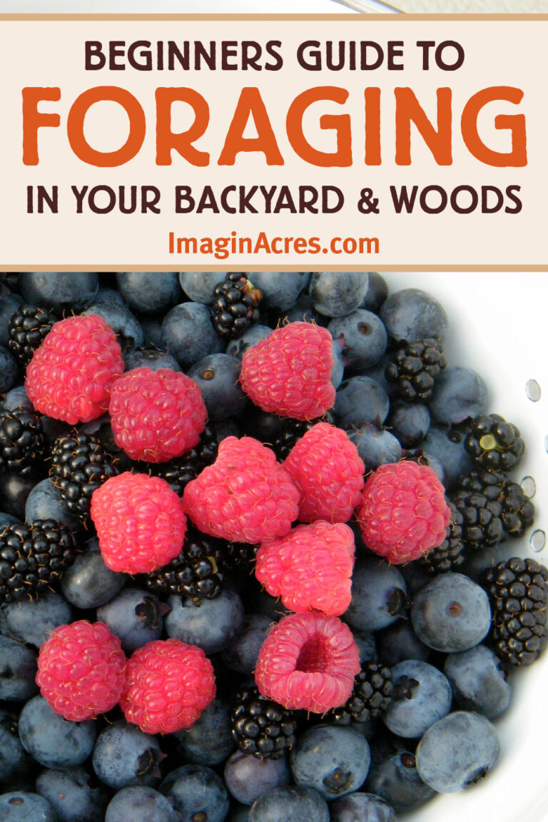 Beginner’s Guide to Safe Foraging for Food - ImaginAcres