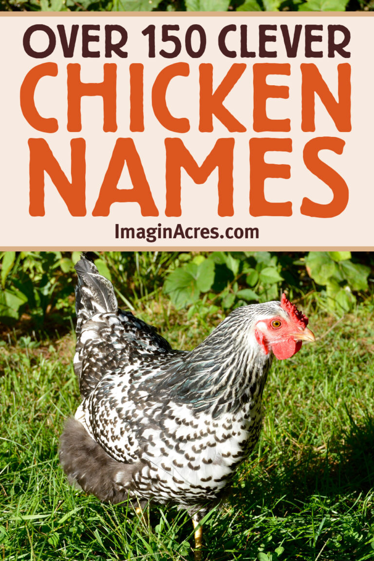 Clever Chicken Names: 150+ Funny, Cute & Classic Ideas for Your ...