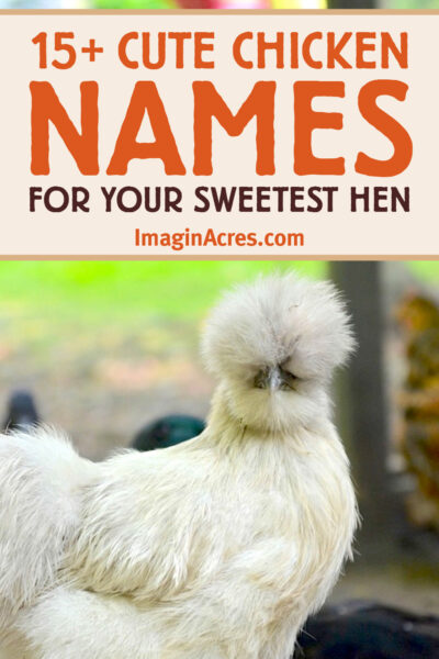 Clever Chicken Names: 150+ Funny, Cute & Classic Ideas for Your ...