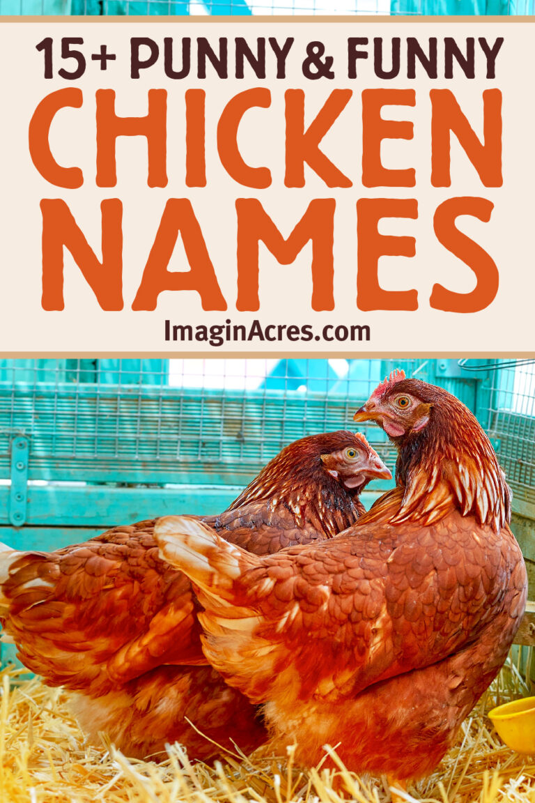 Clever Chicken Names: 150+ Funny, Cute & Classic Ideas for Your ...