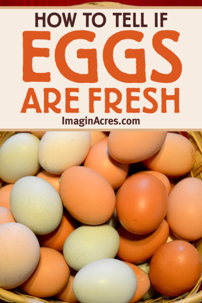 How to Tell If Eggs Are Fresh (or Bad) and Store Them Safely - ImaginAcres