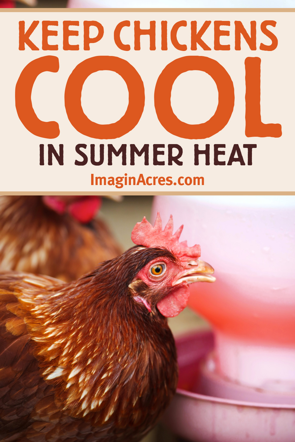 How to Keep Chickens Cool: 10 Tips for Hot Weather Care - ImaginAcres