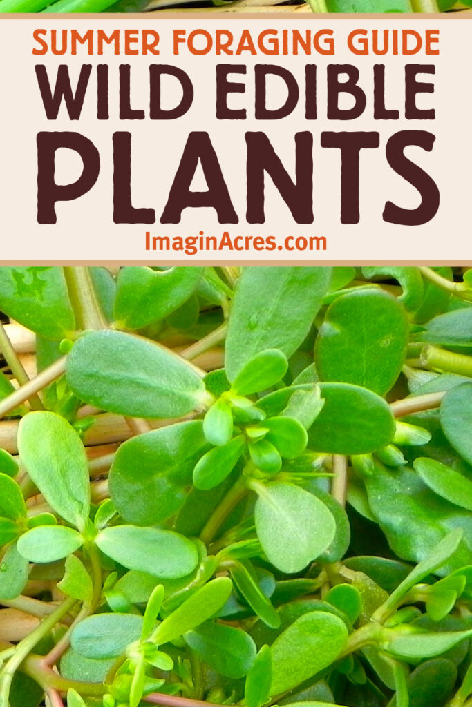 Summer Foraging Guide: 8 Edible Wild Plants to Find in Meadows and ...