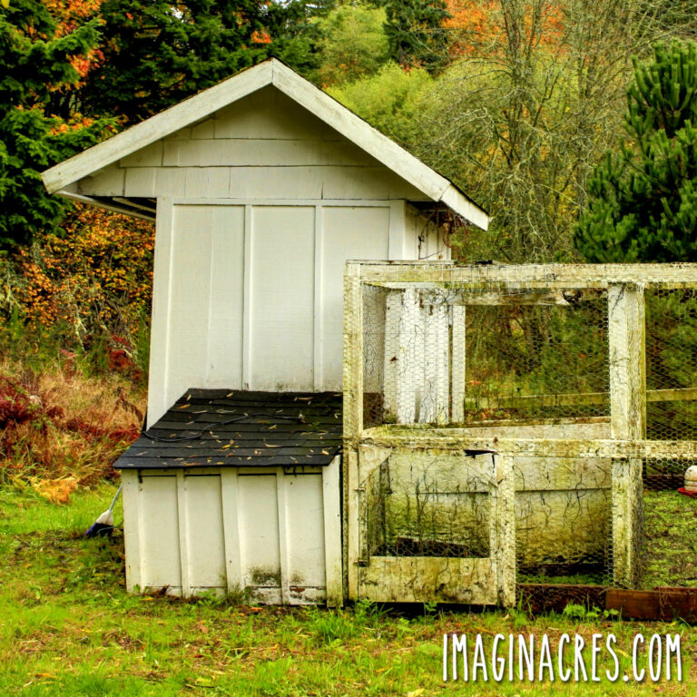 Chicken Coop Names: 75 Funny, Fancy & Clever Ideas for Your Hen House ...