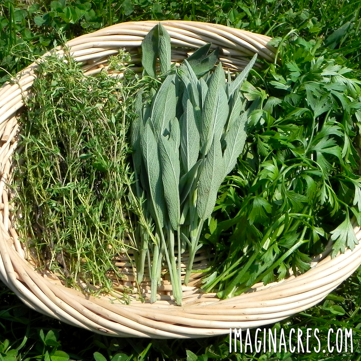 10 Easy Crops to Grow at Home: Save Money and Eat Safer - ImaginAcres