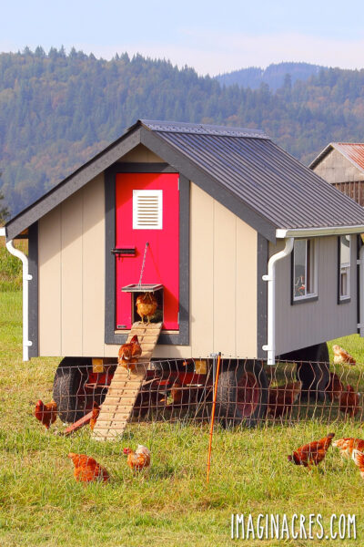 Chicken Coop Names: 75 Funny, Fancy & Clever Ideas for Your Hen House ...
