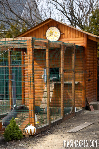 Chicken Coop Names: 75 Funny, Fancy & Clever Ideas for Your Hen House ...