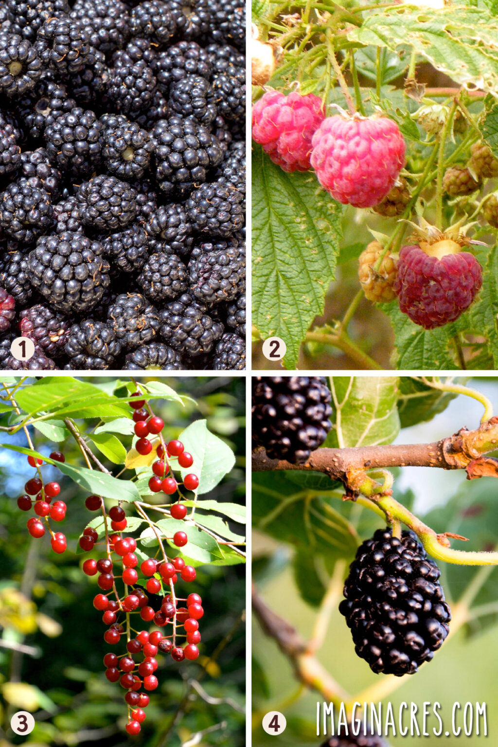 Guide to Summer Foraging: 8 Wild Fruits and Berries to Harvest Along ...