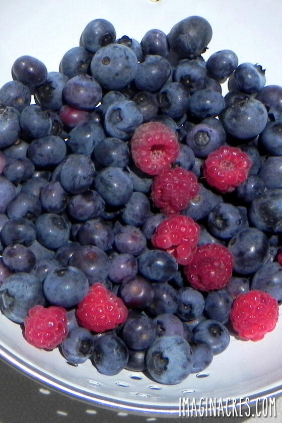 Guide to Summer Foraging: 8 Wild Fruits and Berries to Harvest Along ...