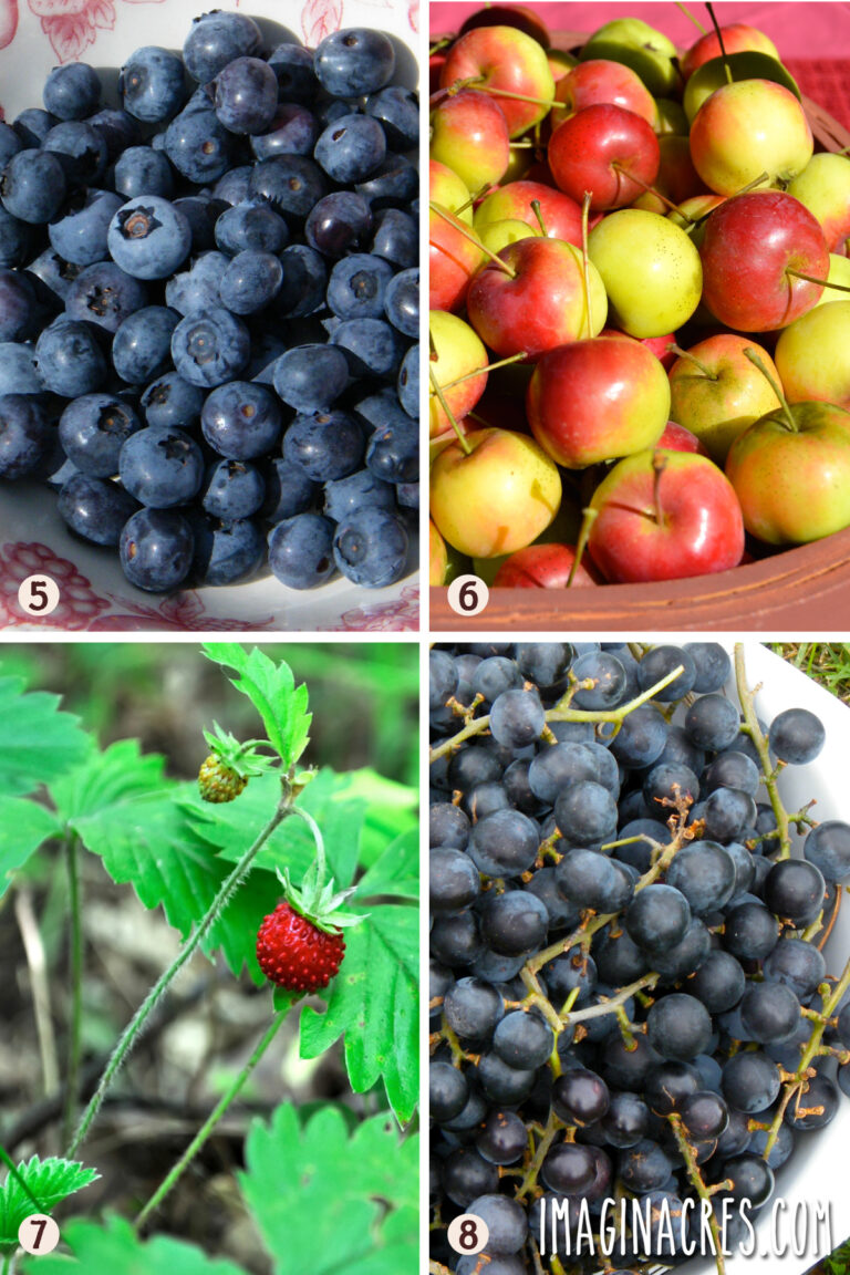Guide to Summer Foraging: 8 Wild Fruits and Berries to Harvest Along ...