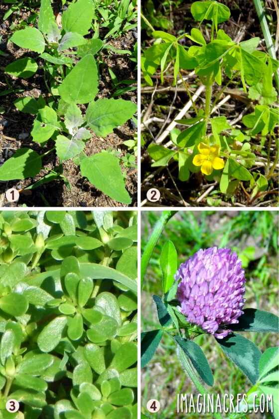Summer Foraging Guide: 8 Edible Wild Plants to Find in Meadows and ...
