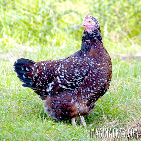 10 Best Dual Purpose Chicken Breeds for Eggs and Meat - ImaginAcres