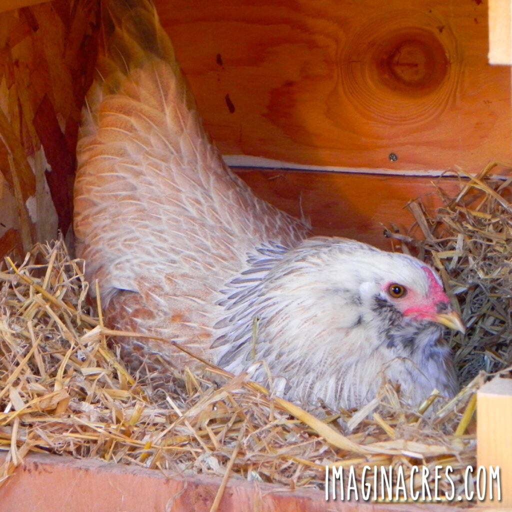 No More Egg Hunts: Training Your Hens to Use Nesting Boxes