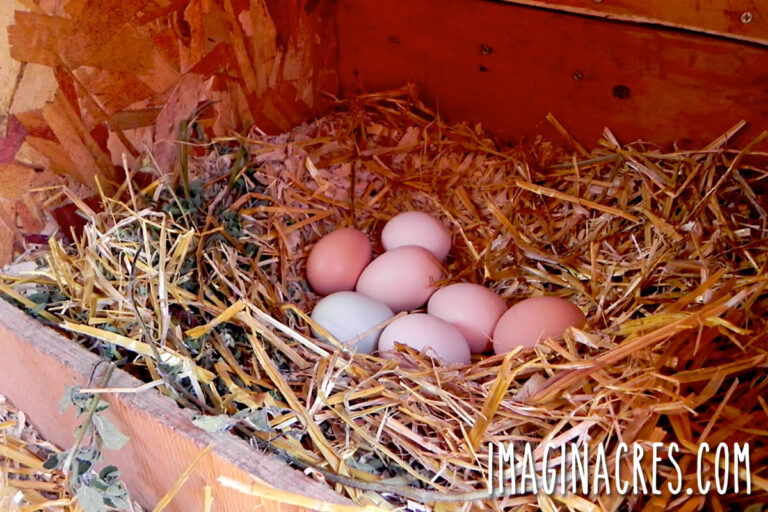 No More Egg Hunts: Training Your Hens to Use Nesting Boxes