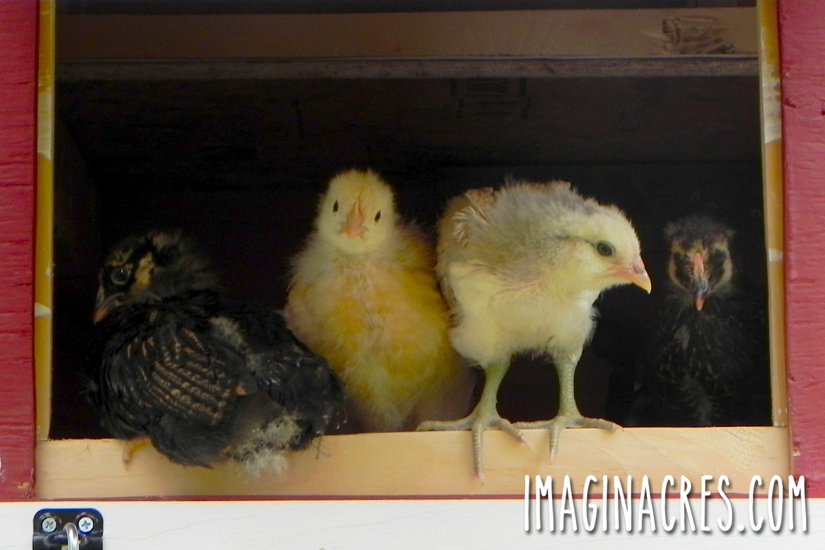 When Can Chicks Go Outside? How to Transition Chicks to the Coop